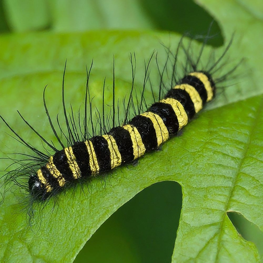 35+Types Of Orange And Black Caterpillars (With Pictures)