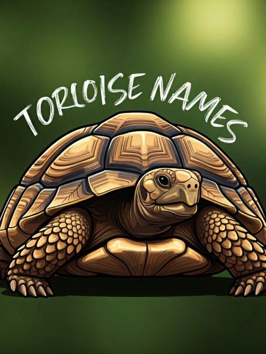 Tortoise Names Ideas: Male, Female, Baby, And Funny
