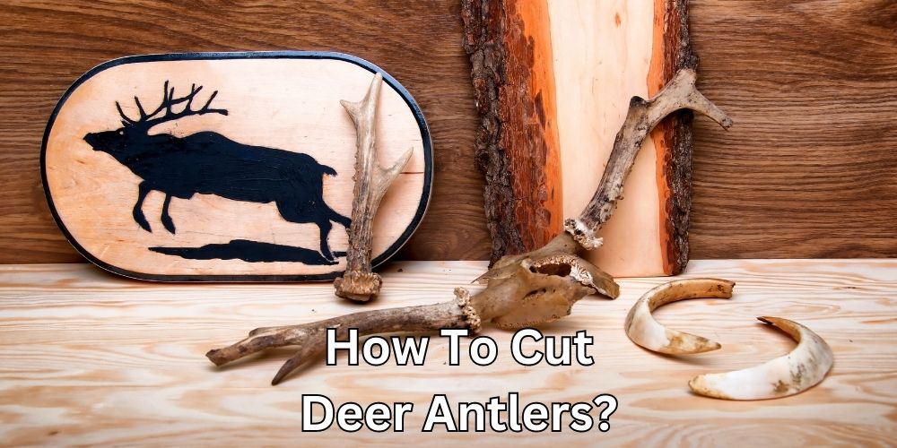 How To Cut Deer Antlers? 5 Best Saws For Cutting Antlers