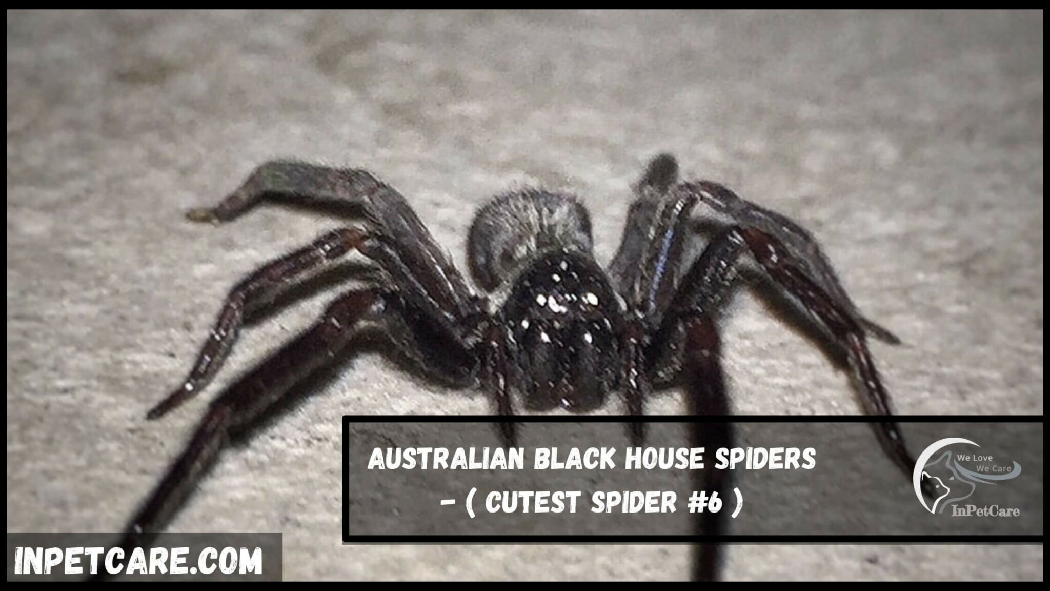 9 Cutest Spider Species With Pictures