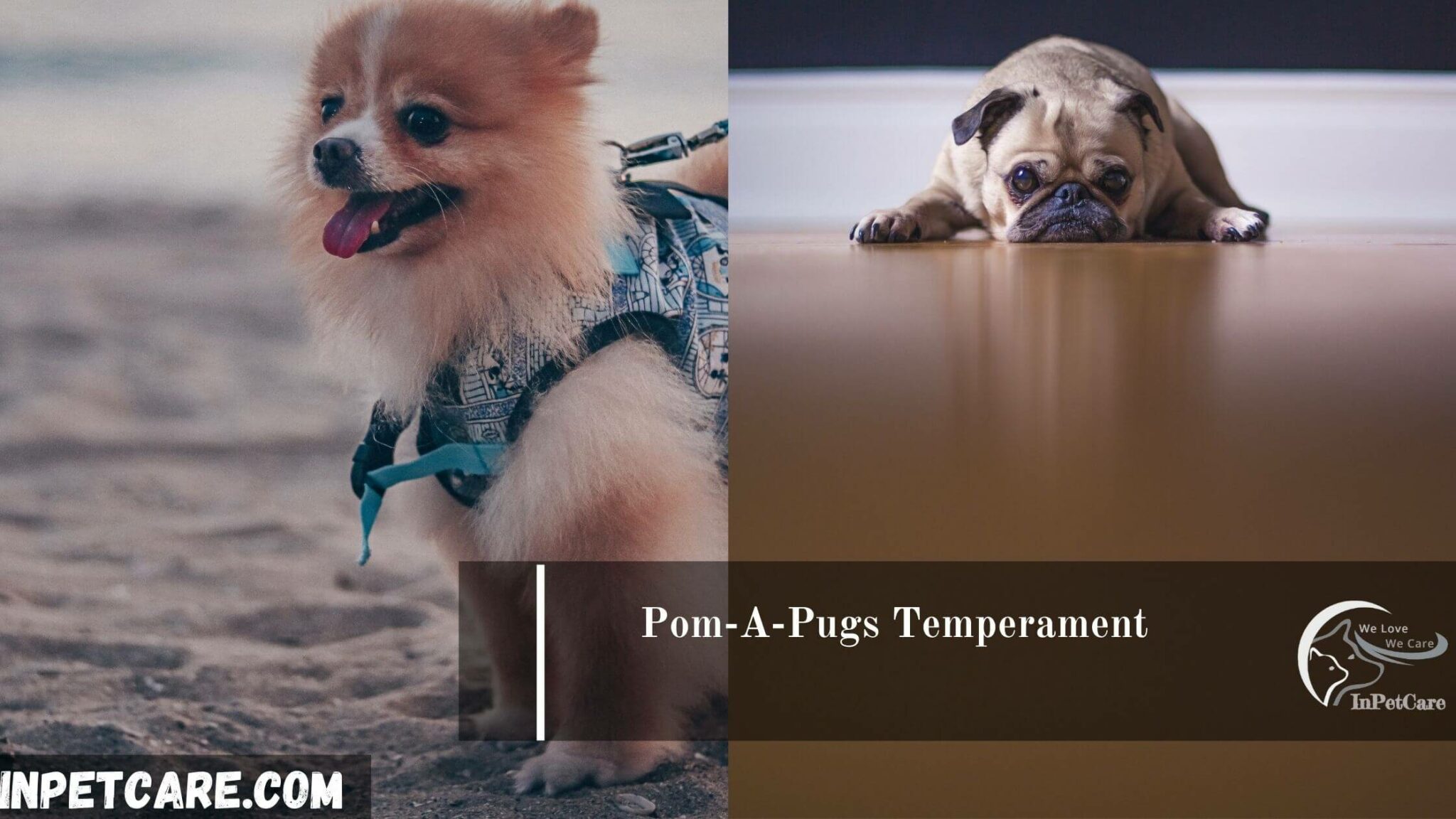 Pug Pomeranian Mix: Pictures, Cost To Buy & More