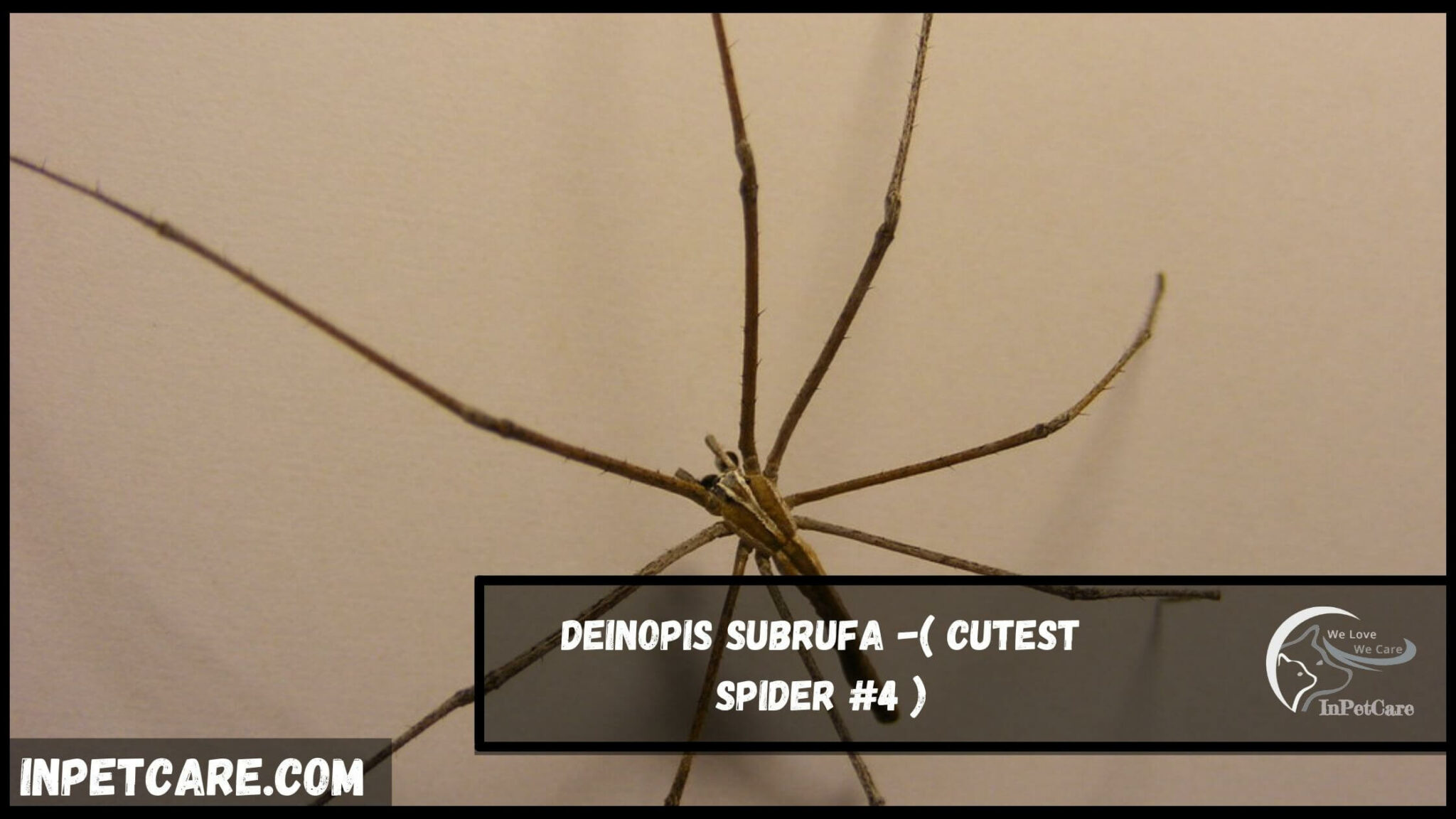 9 Cutest Spider Species With Pictures