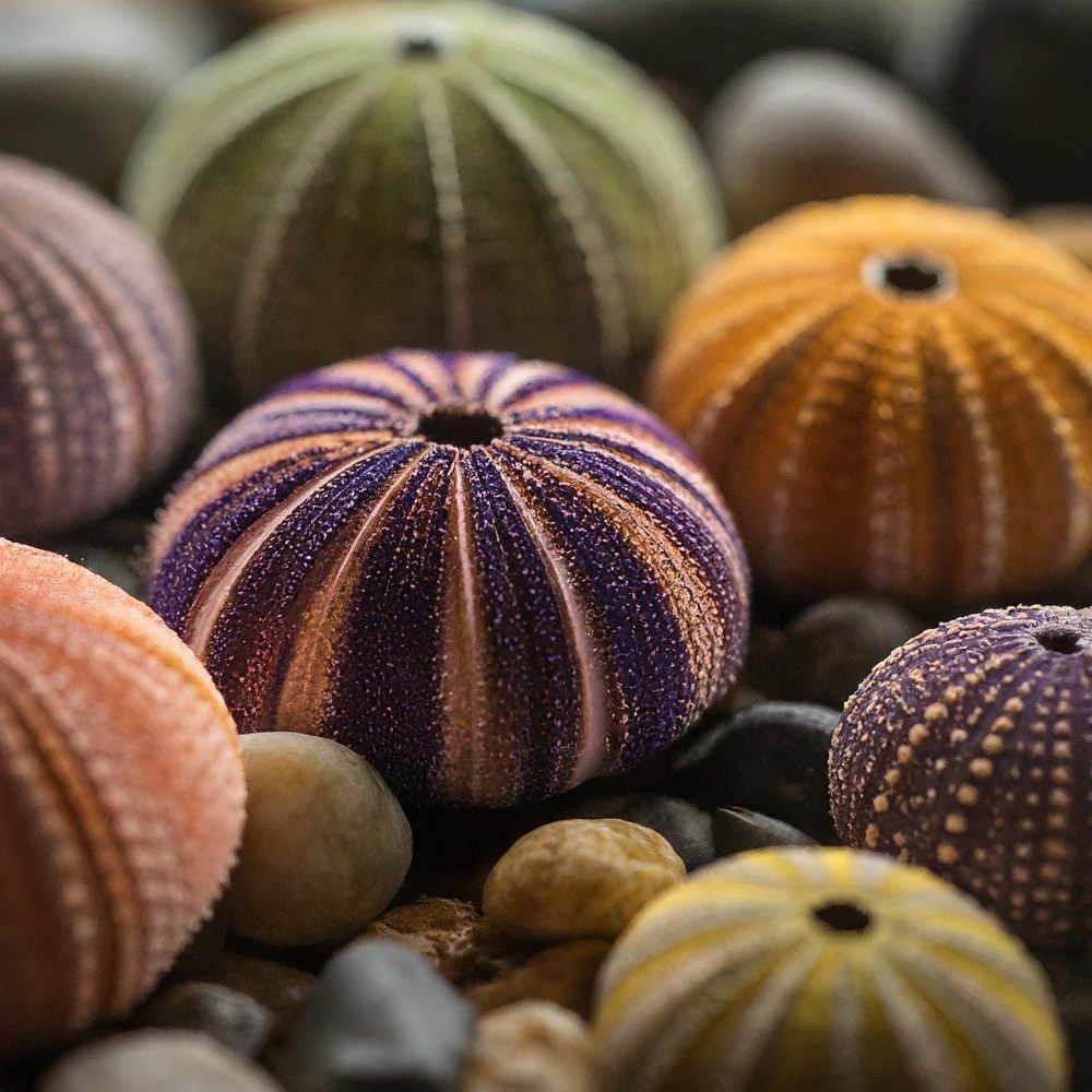 20 Animals Without Tails: A Must-See List