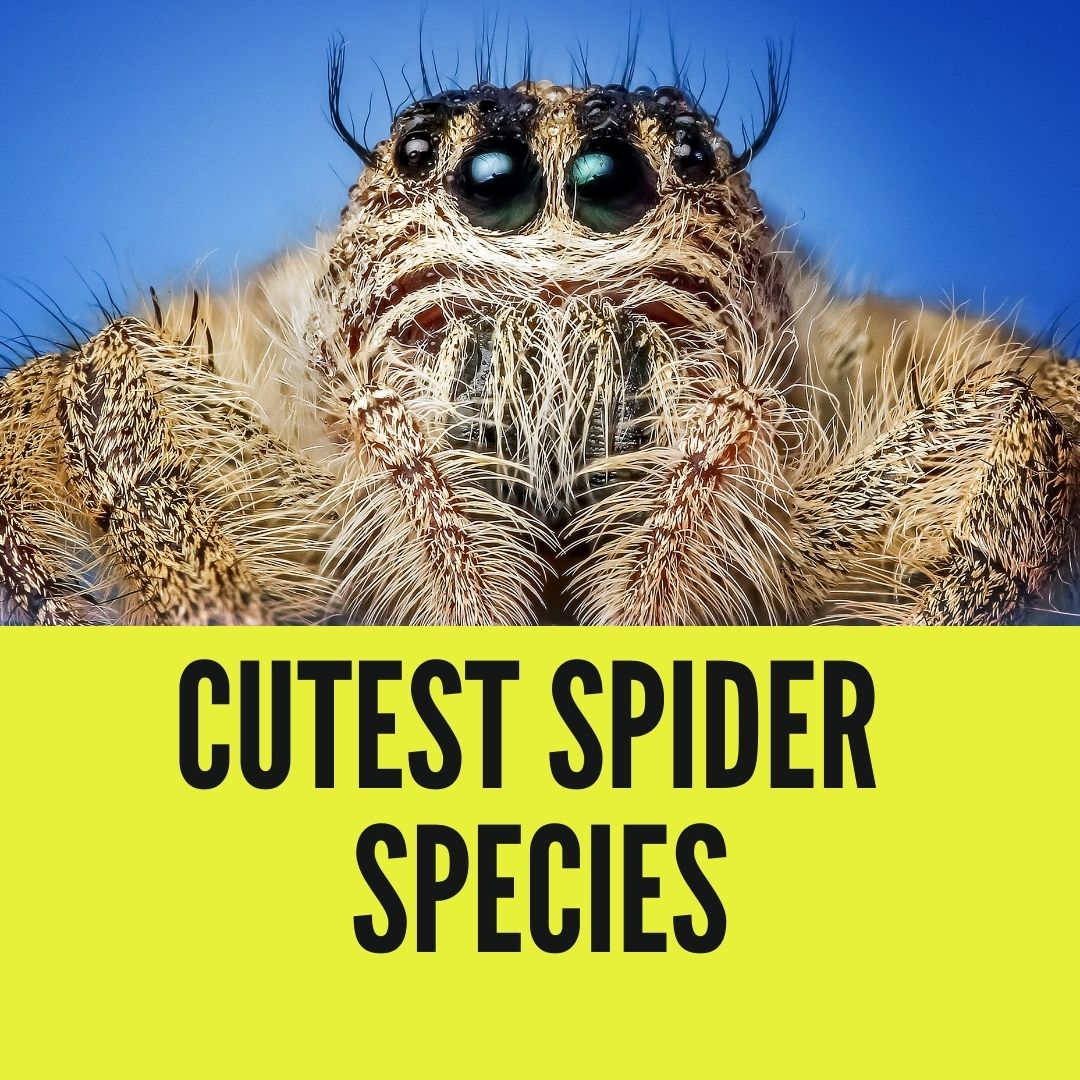 9 Cutest Spider Species With Pictures