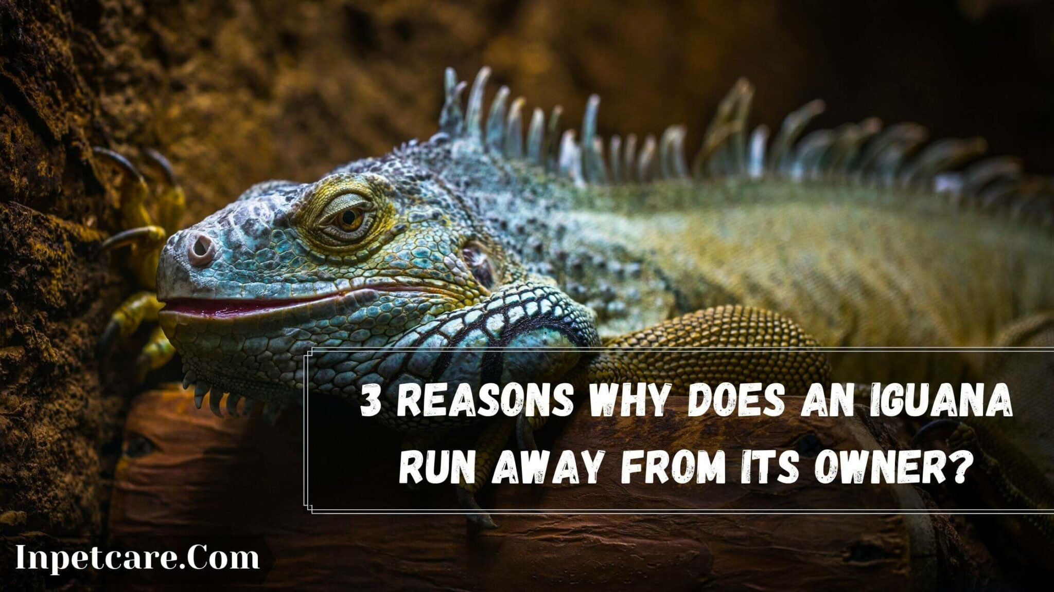 How Fast Can Iguanas Run? 6 Amazing Facts