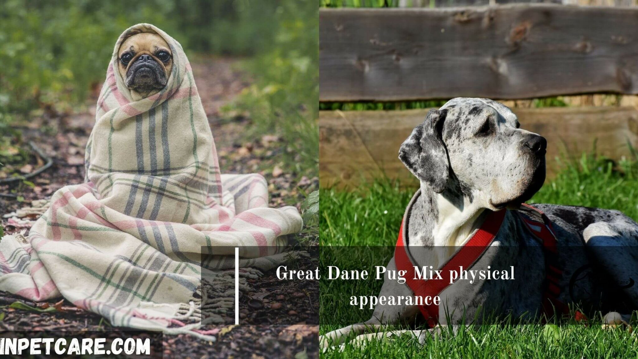 Pug Great Dane Mix: Cost, Pictures, Care & Many More