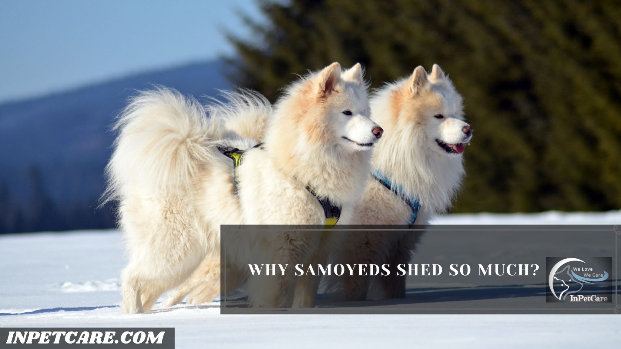 Do Samoyeds Shed? (Tips To Control Its Excessive Shedding)