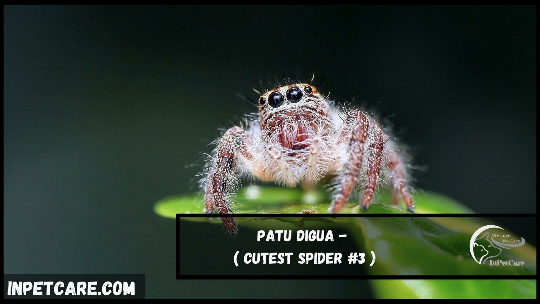 9 Cutest Spider Species With Pictures