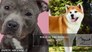 Pitbull Akita Mix: A Complete Guide (With Pictures)