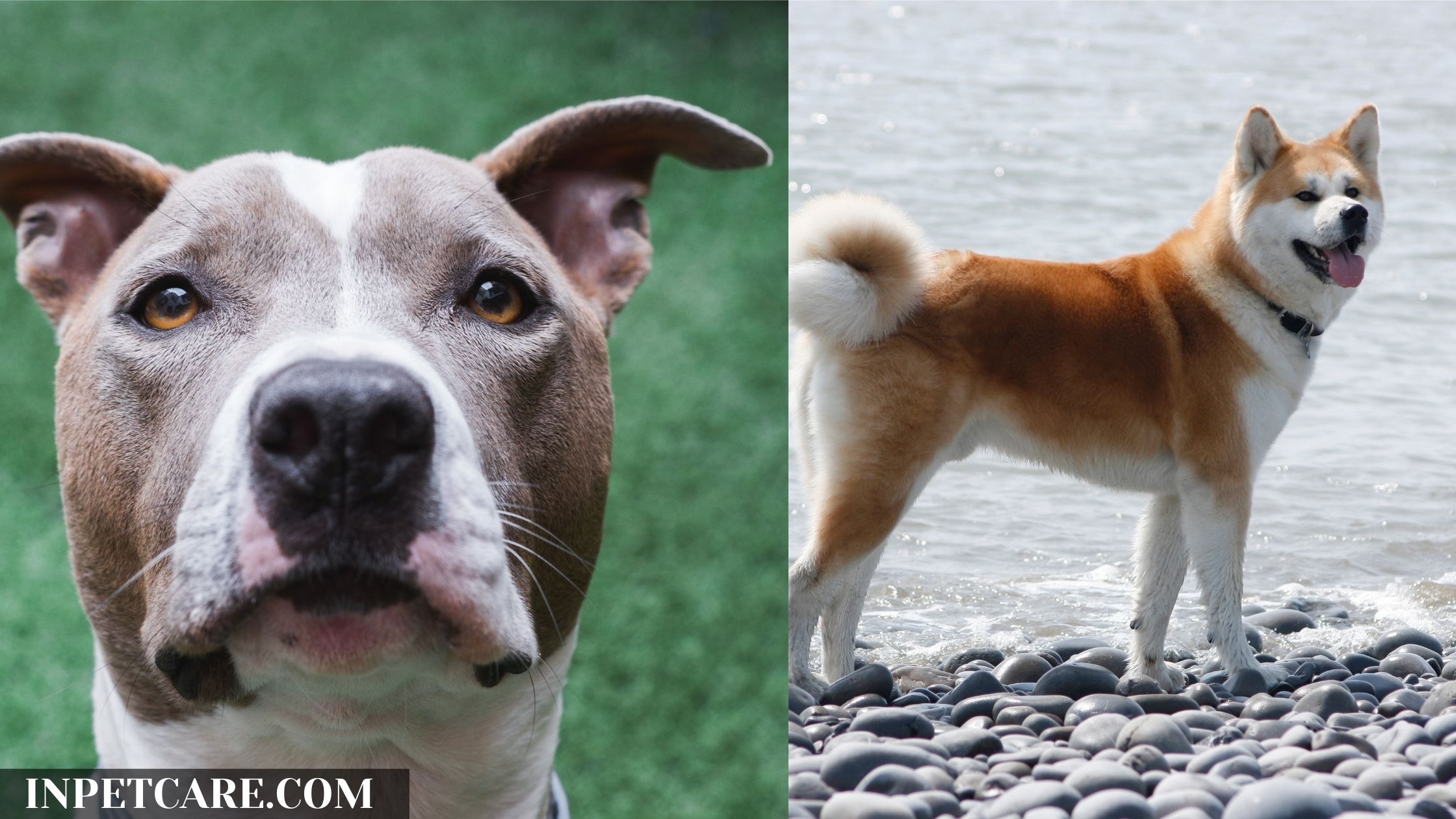Pitbull Akita Mix: A Complete Guide (With Pictures)