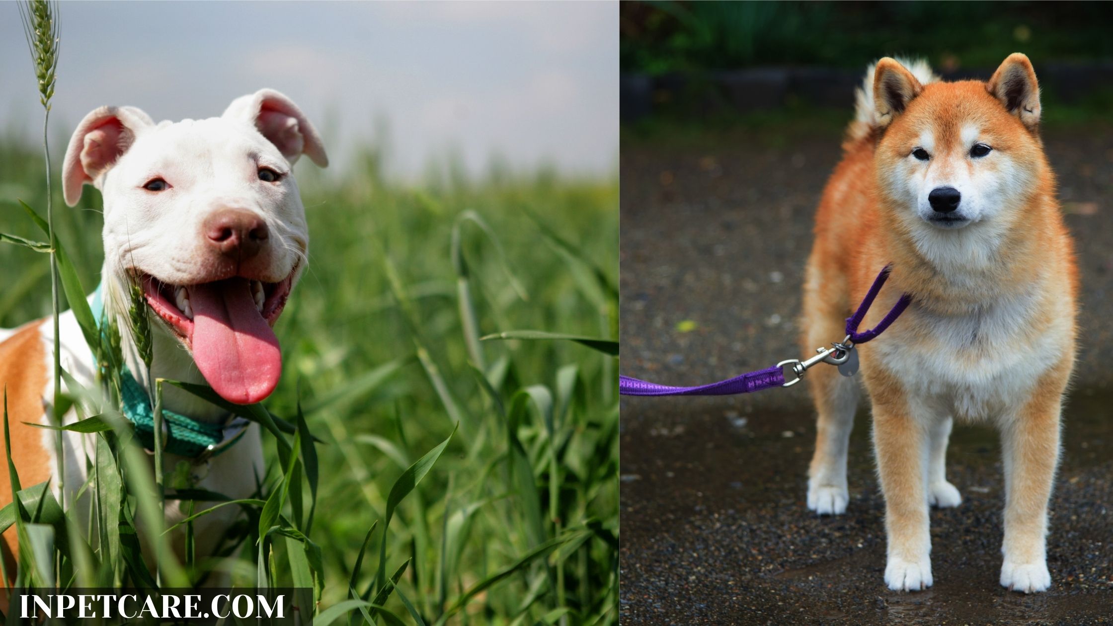 Pitbull Akita Mix: A Complete Guide (With Pictures)