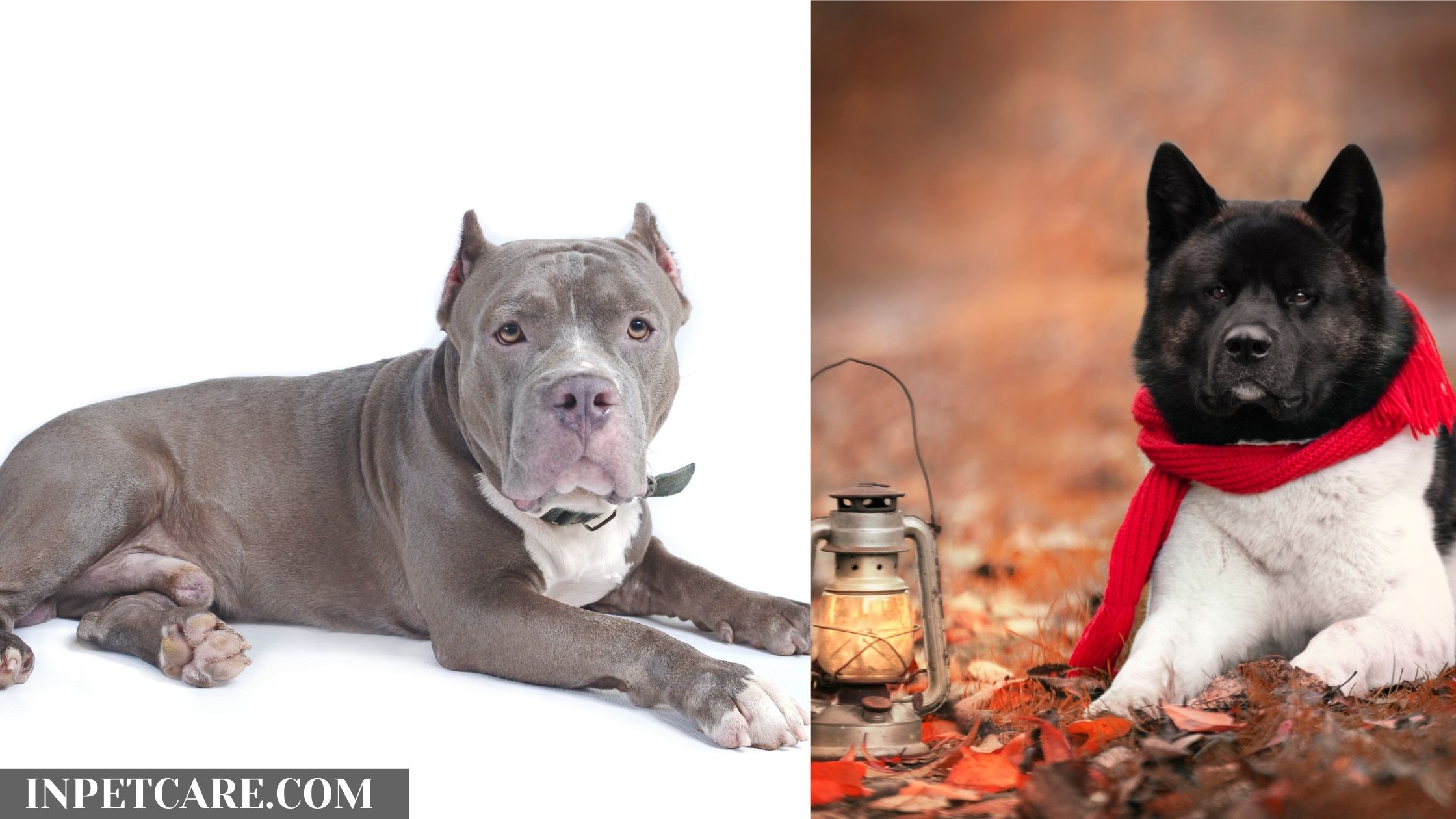 Pitbull Akita Mix: A Complete Guide (With Pictures)