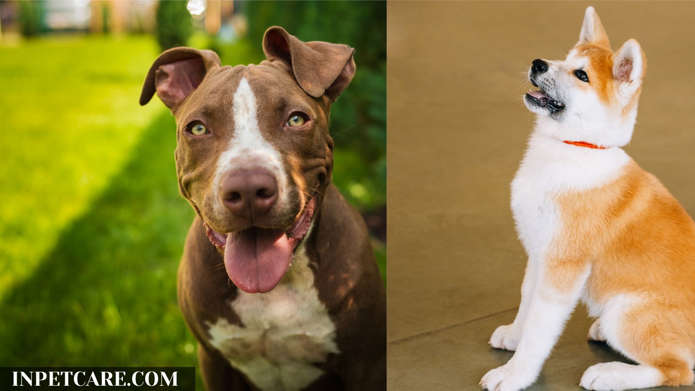 Pitbull Akita Mix: A Complete Guide (With Pictures)