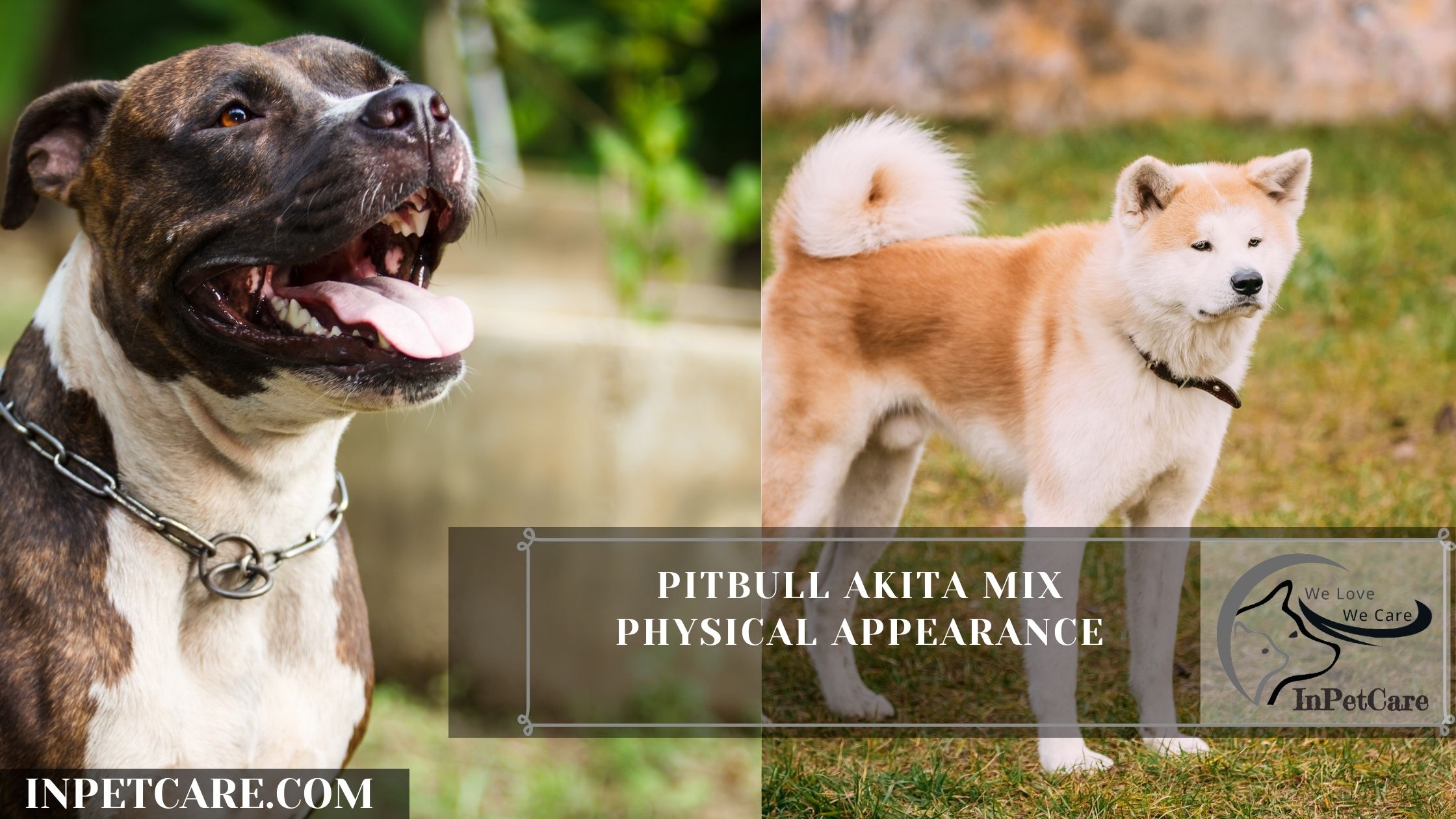 Pitbull Akita Mix: A Complete Guide (With Pictures)