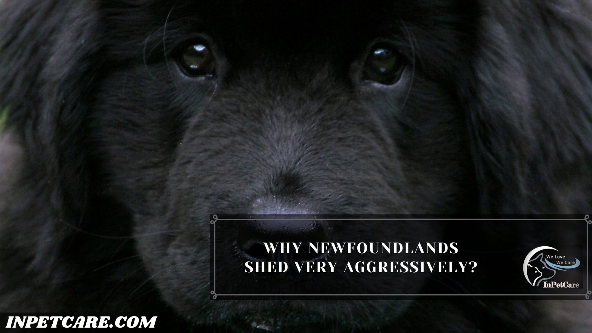 Do Newfoundlands Shed? 3 Tips To Control Its Shedding