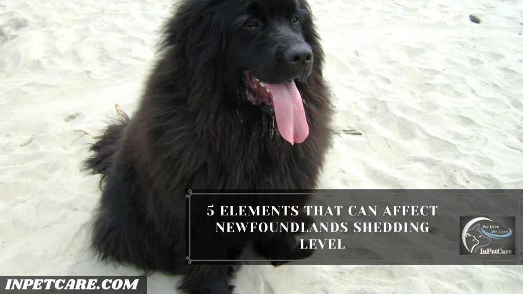 Do Newfoundlands Shed? 3 Tips To Control Its Shedding