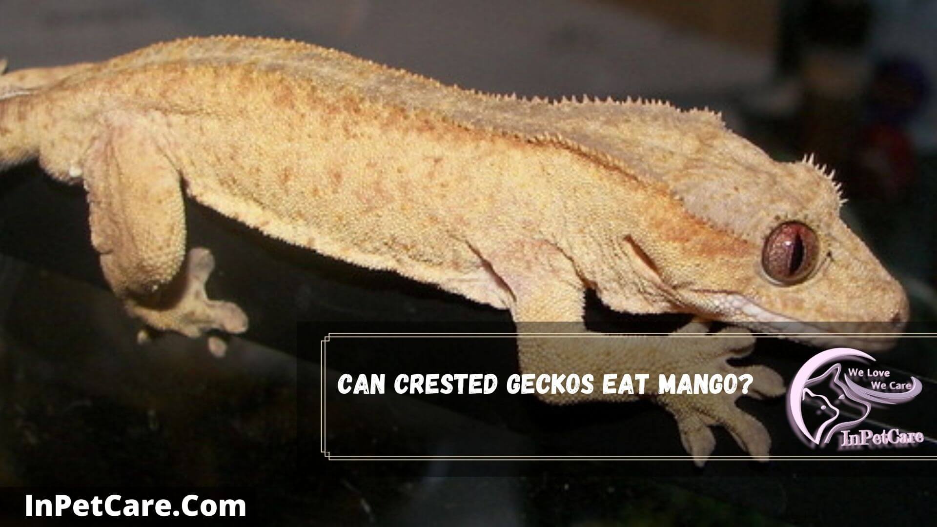 What Fruits Can Crested Geckos Eat? 13 Safe Fruits