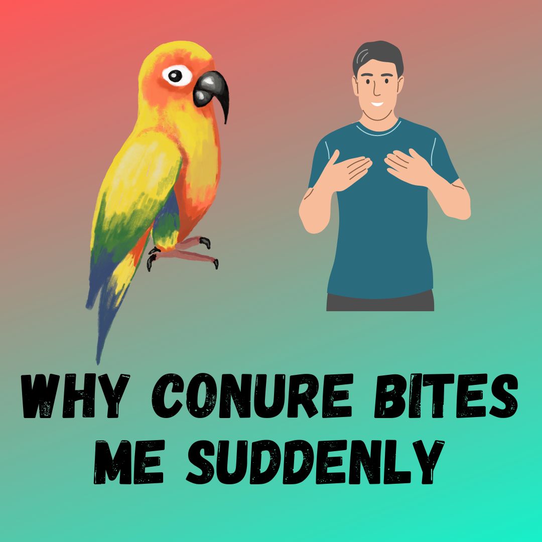 Why Is My Conure Biting Me All Of A Sudden? [4 Tricks To Stop It]