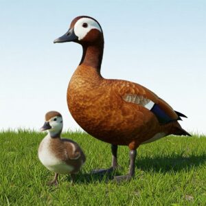 20 Types Of Duckling Breeds Identification (With Pictures