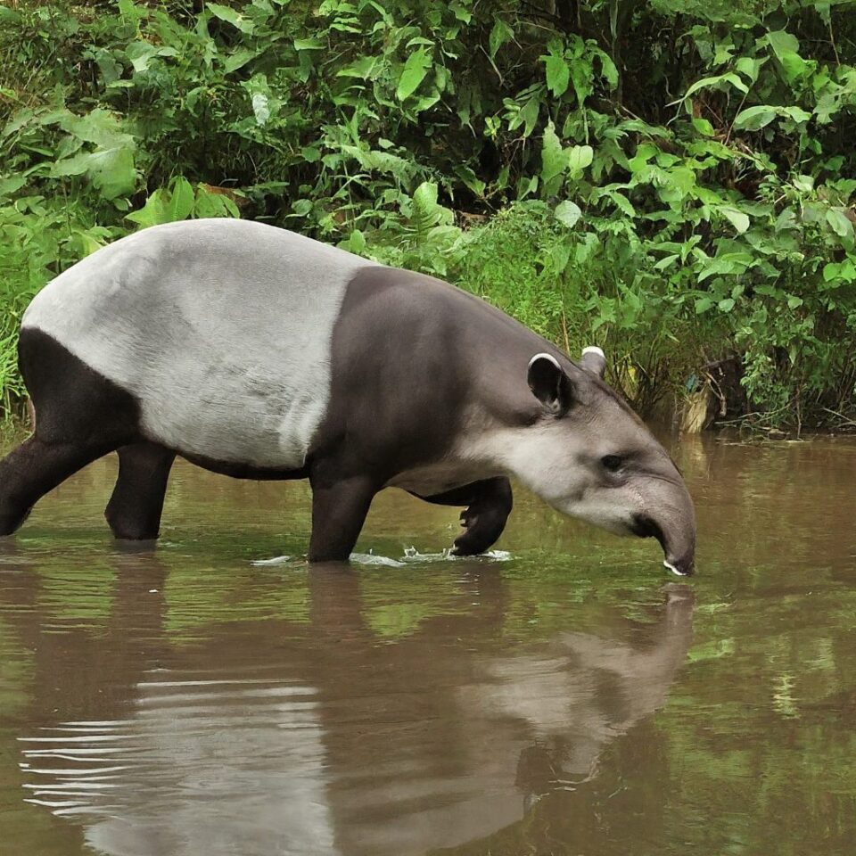 36 Animals That Resemble And Look Like Anteaters (With Pictures)