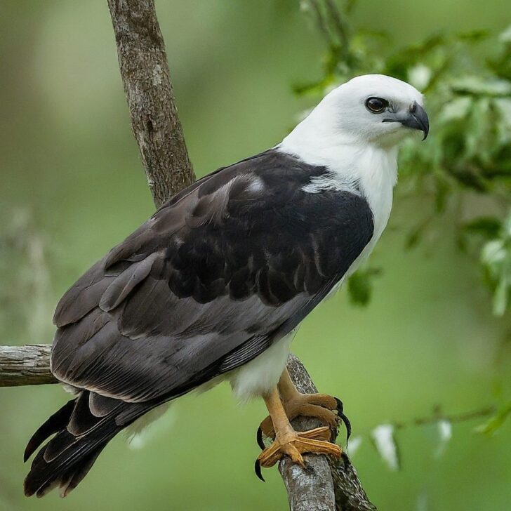 11 Amazing Hawks With White Heads (With Pictures)