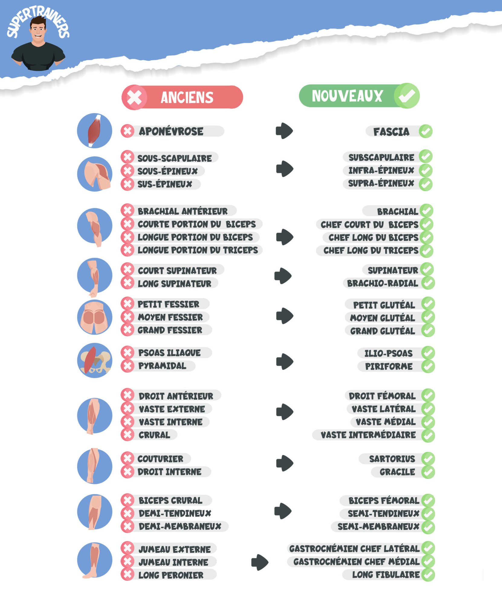 Nomenclature anatomique et évolution des termes en anatomie