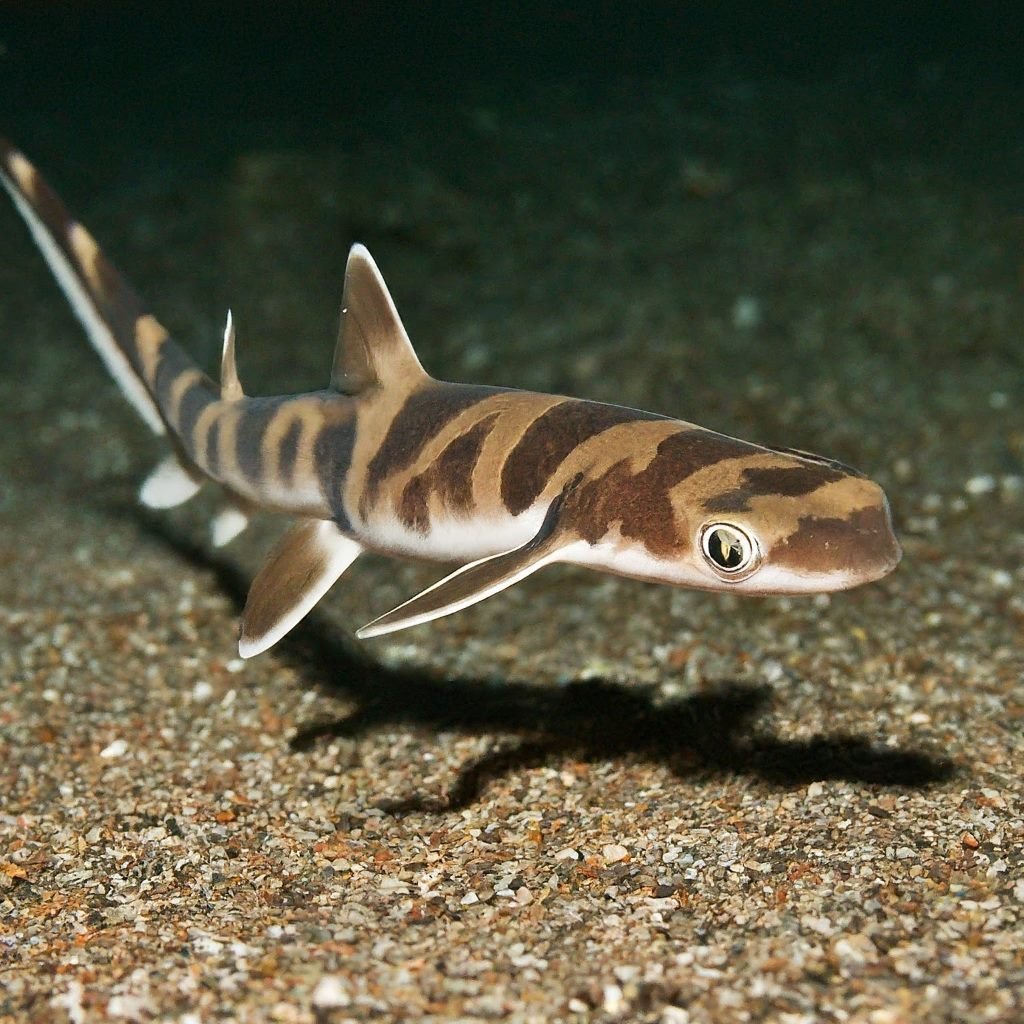 12 Smallest Shark Species: A Comprehensive Exploration - Shark Truth 12 Smallest Shark Species: A Comprehensive Exploration - Shark Truth