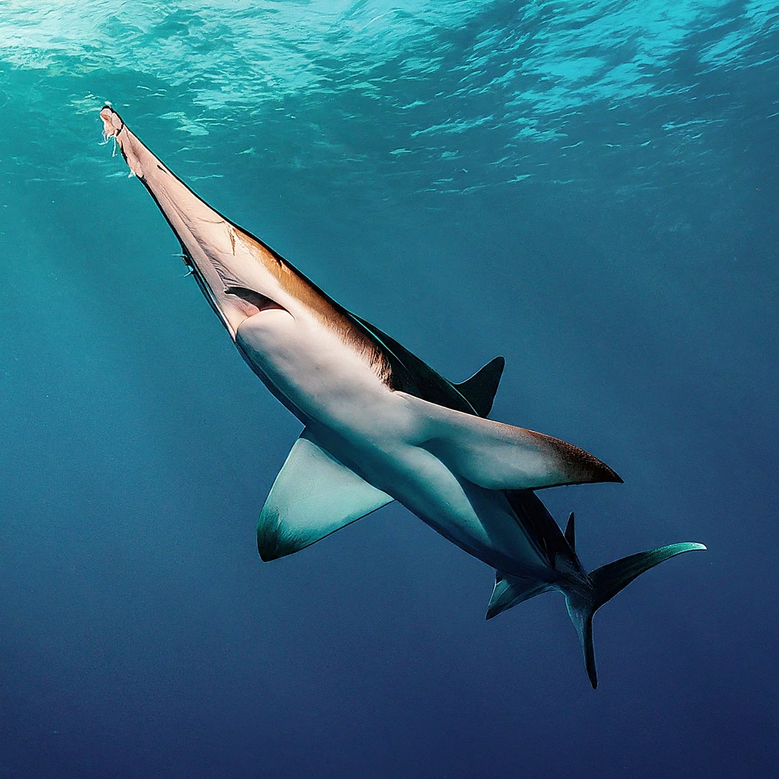 32 Most Weird Looking Shark Species - Shark Truth