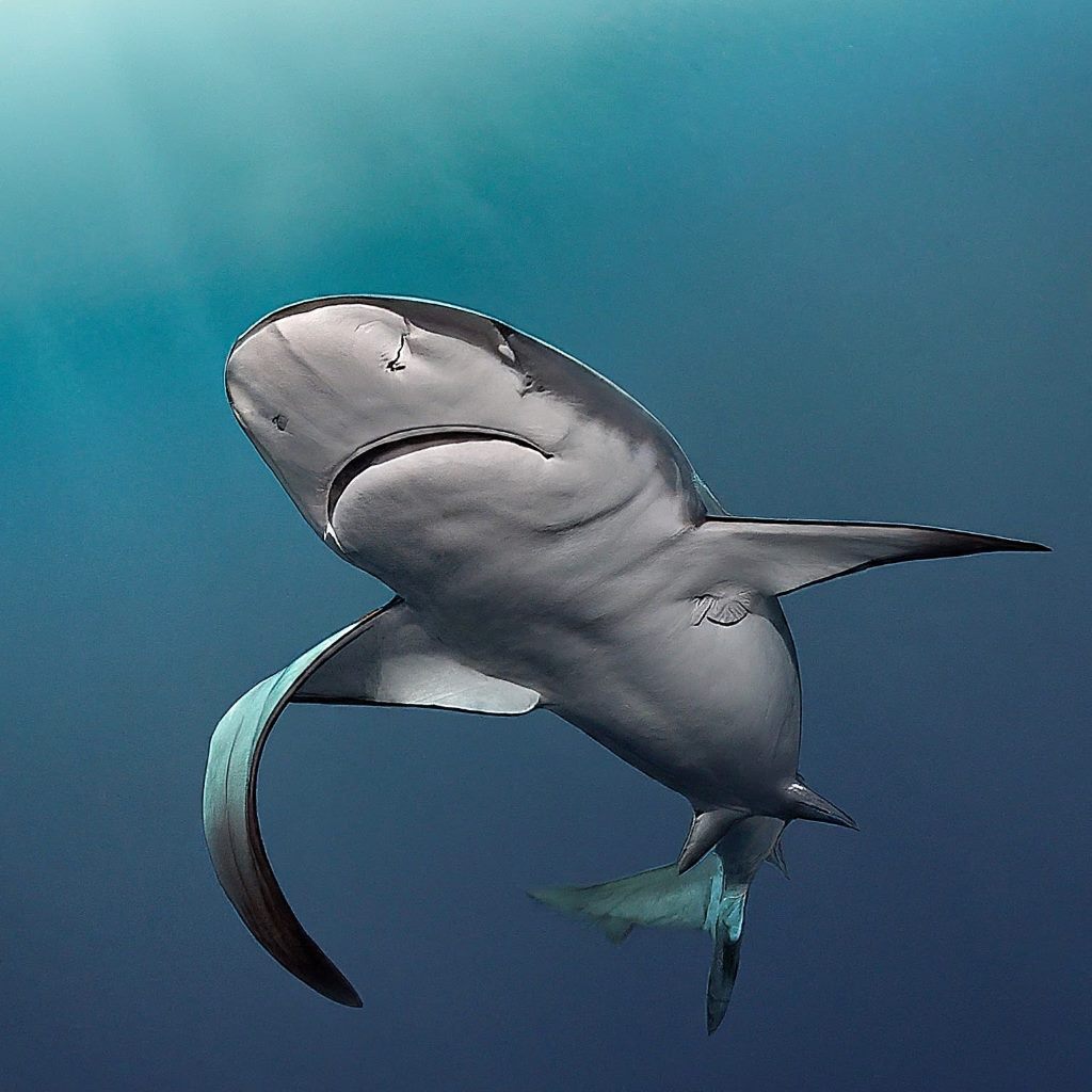 8 Shark Diseases: Health Challenges in the Depths - Shark Truth