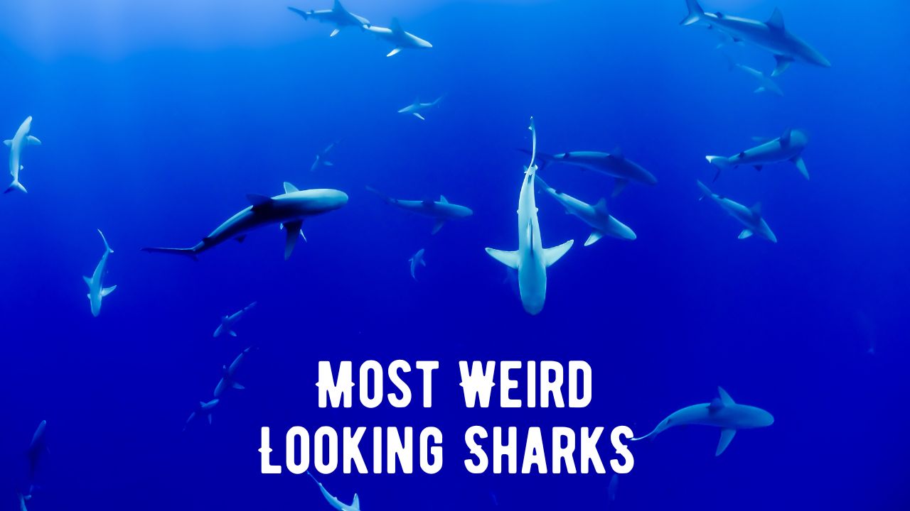 32 Most Weird Looking Shark Species - Shark Truth
