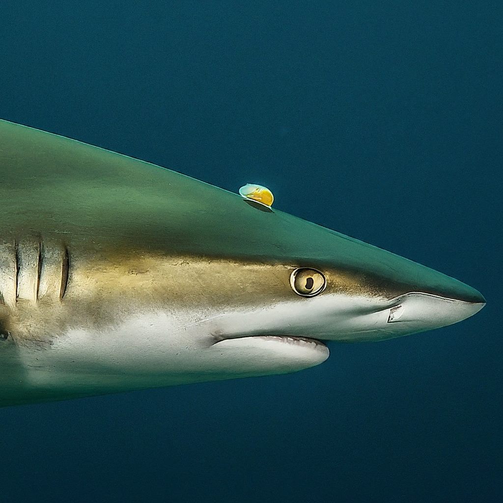 7 Main Shark Parasites: Exploring the Diverse World Within - Shark Truth