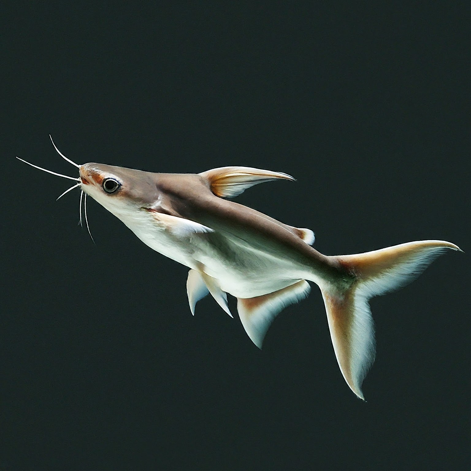 The Iridescent Shark: Care, Diet, Size, Tank Mates, and More - Shark Truth