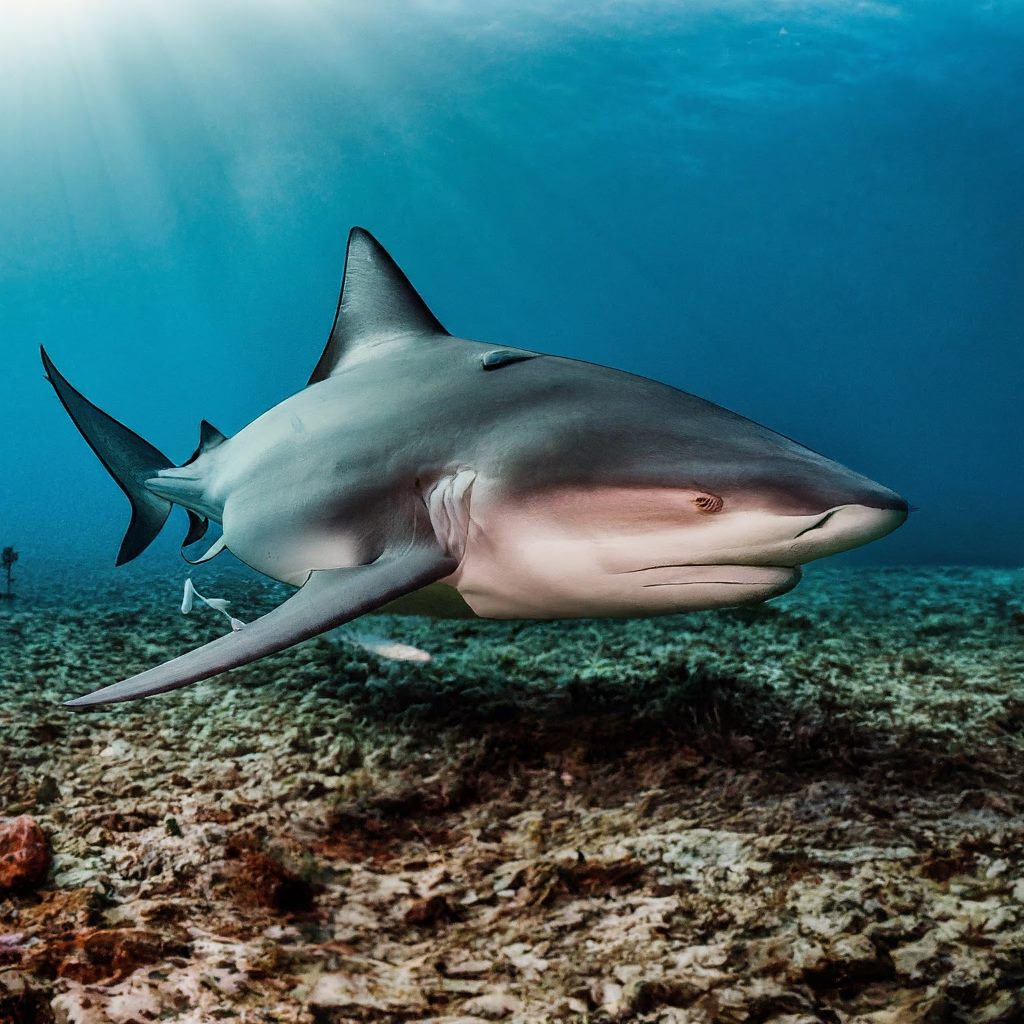 10 Most Famous and Popular Shark Species - Shark Truth