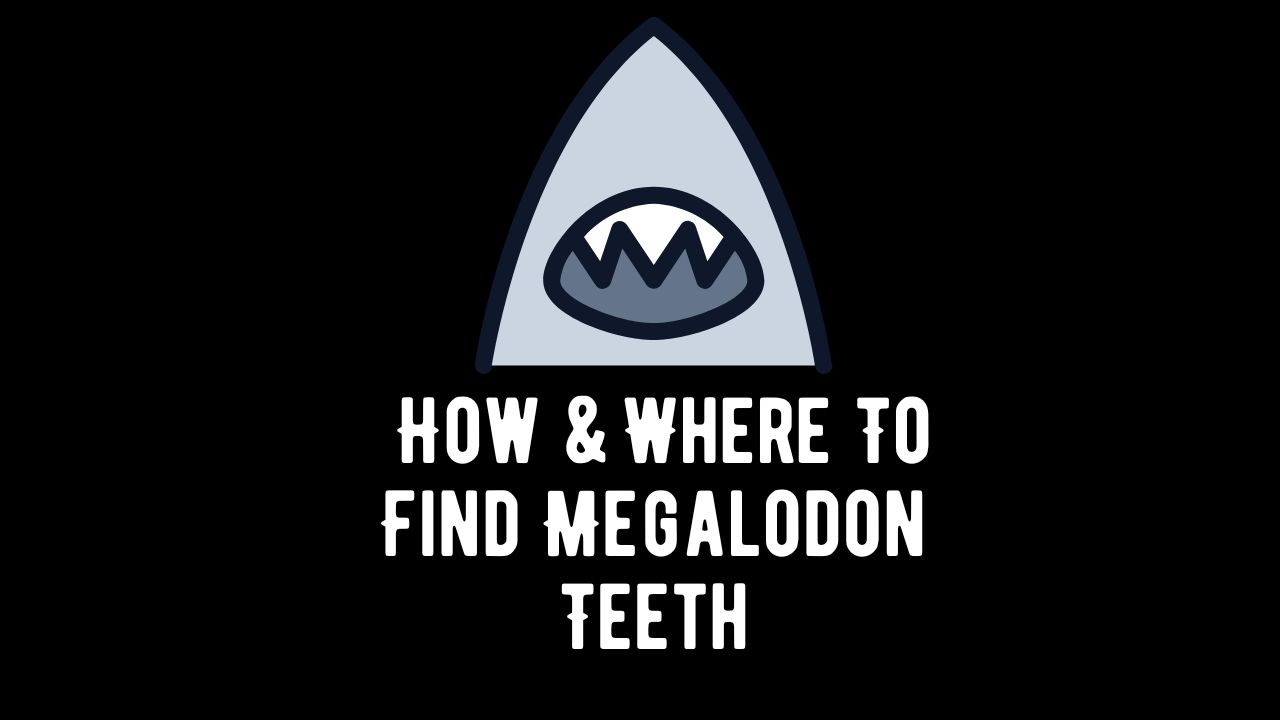 How and Where To Find Megalodon Teeth? Identification Guide - Shark Truth