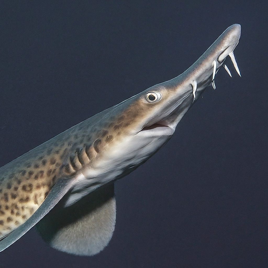 12 Smallest Shark Species: A Comprehensive Exploration - Shark Truth