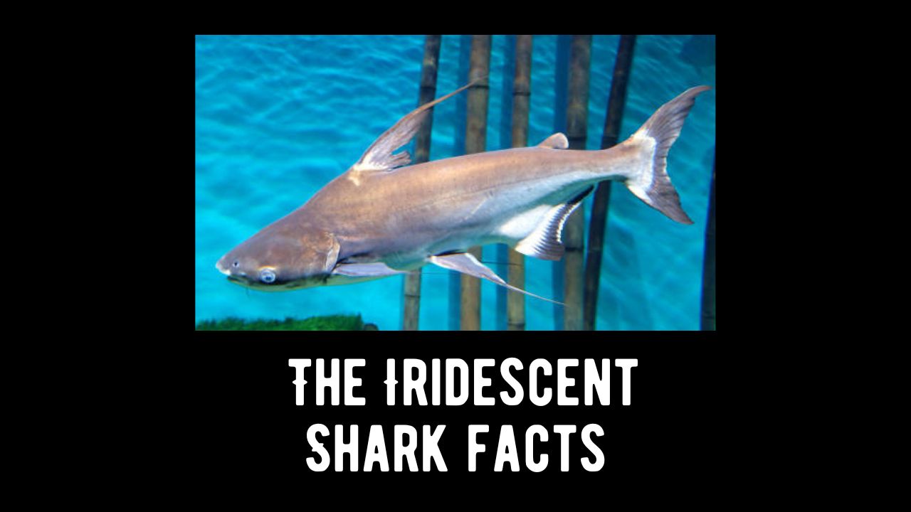 The Iridescent Shark: Care, Diet, Size, Tank Mates, and More - Shark Truth