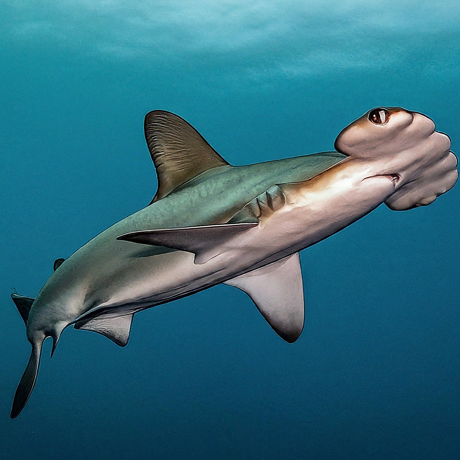 What are Winghead Sharks or Eusphyra blochii? - Shark Truth