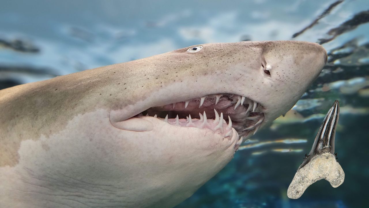 Unveiling the Mystique: The Value and Rarity of Mako Shark Teeth ...