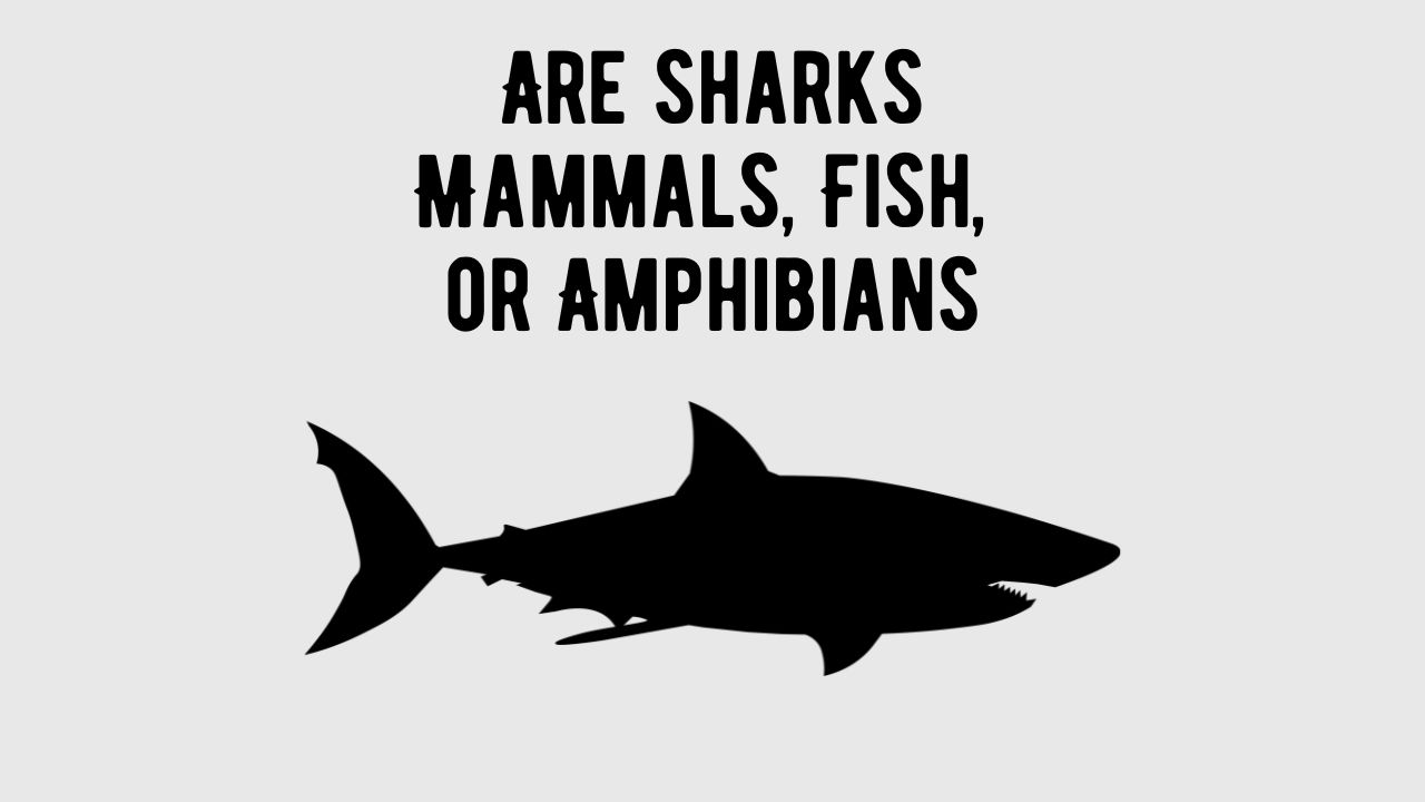 Understanding Sharks: Are They Mammals, Fish, or Amphibians? - Shark Truth