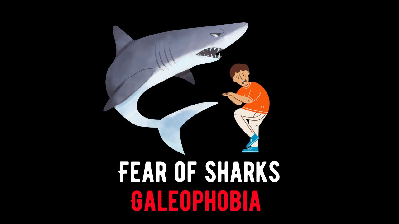 10 Steps in Overcoming Shark Phobia the Fear of Sharks - Shark Truth