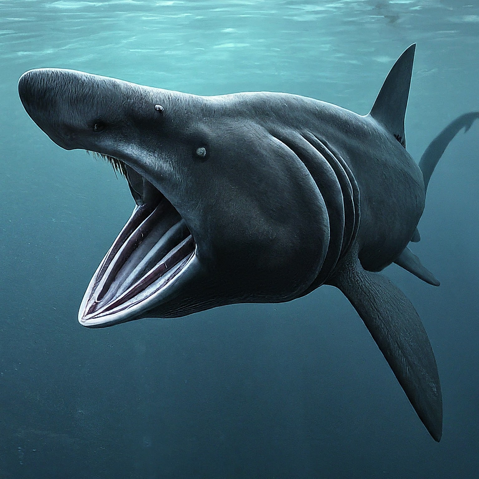 10 Most Famous and Popular Shark Species - Shark Truth