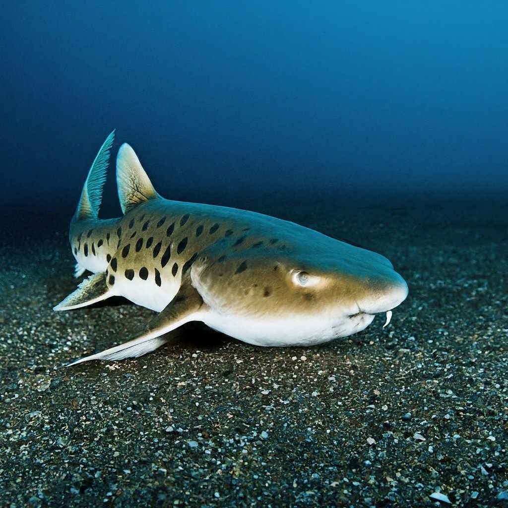 32 Most Weird Looking Shark Species - Shark Truth