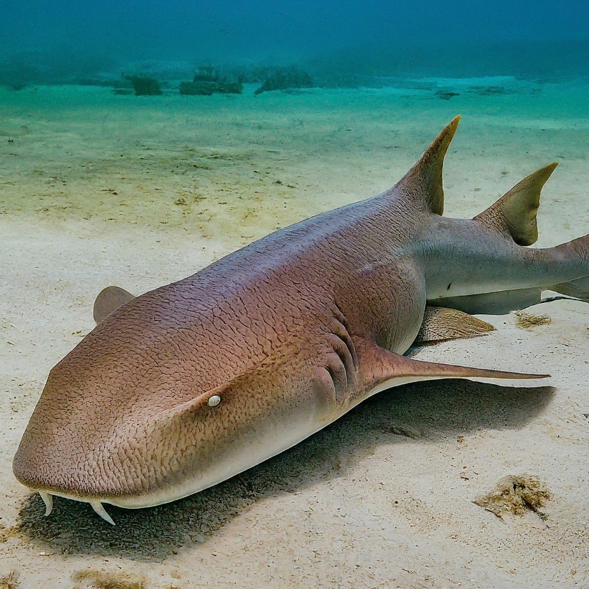 10 Most Famous and Popular Shark Species - Shark Truth