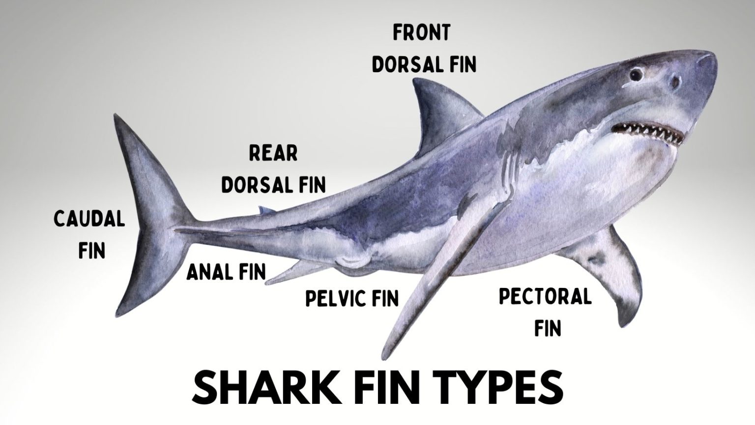 8 Types Of Shark Fins: Anatomy, Facts & More - Shark Truth