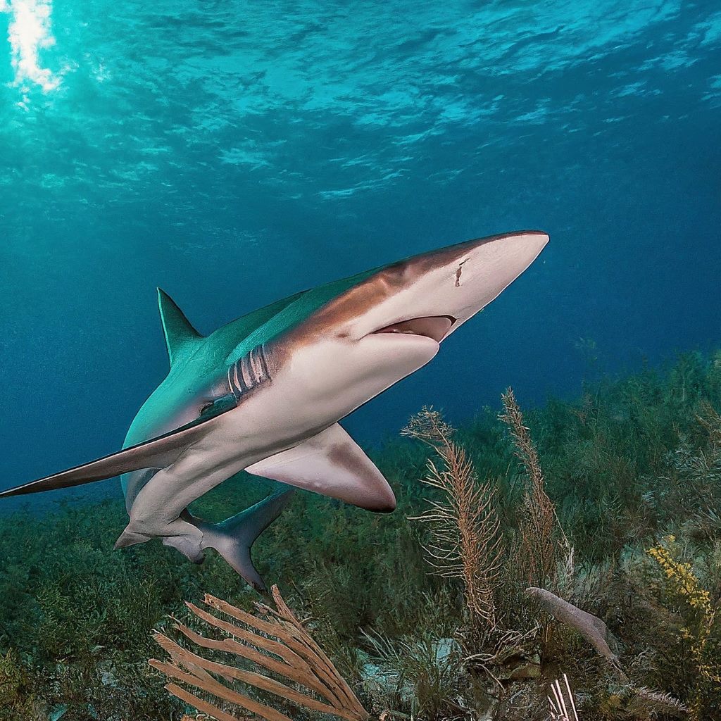 51 Different Types of Sharks: 101 Guide - Shark Truth