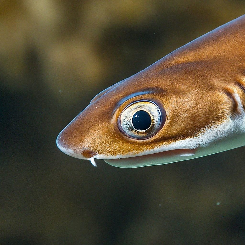 12 Smallest Shark Species: A Comprehensive Exploration - Shark Truth