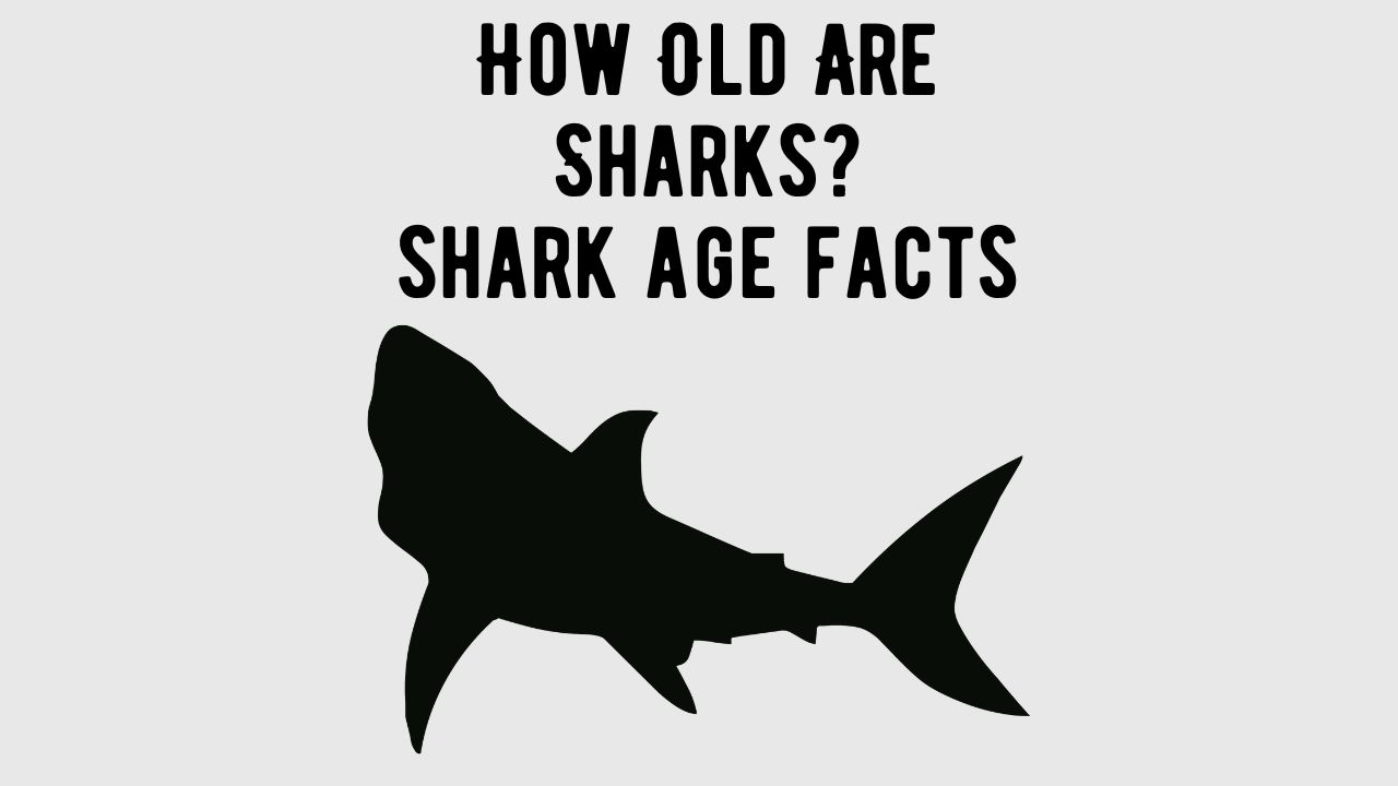 How Old Are Sharks? Are Sharks Older Than Trees - Shark Truth