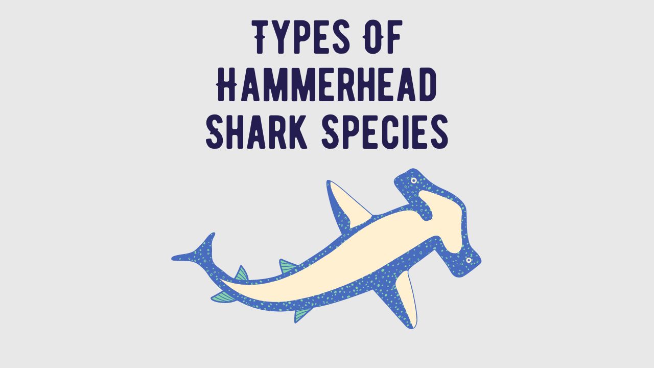 9 Types Of Hammerhead Shark Species: Exploring the Diversity - Shark Truth