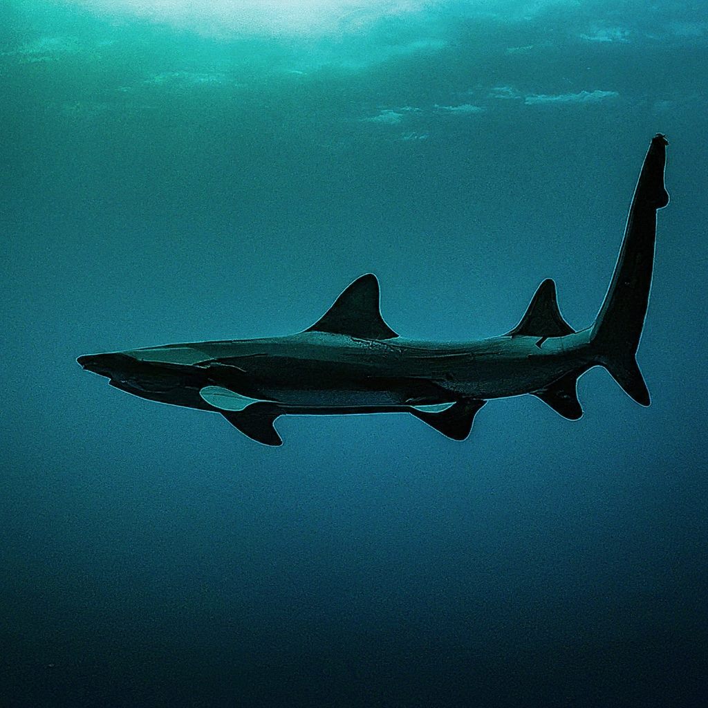 20 Least Dangerous and Harmless Sharks Species - Shark Truth