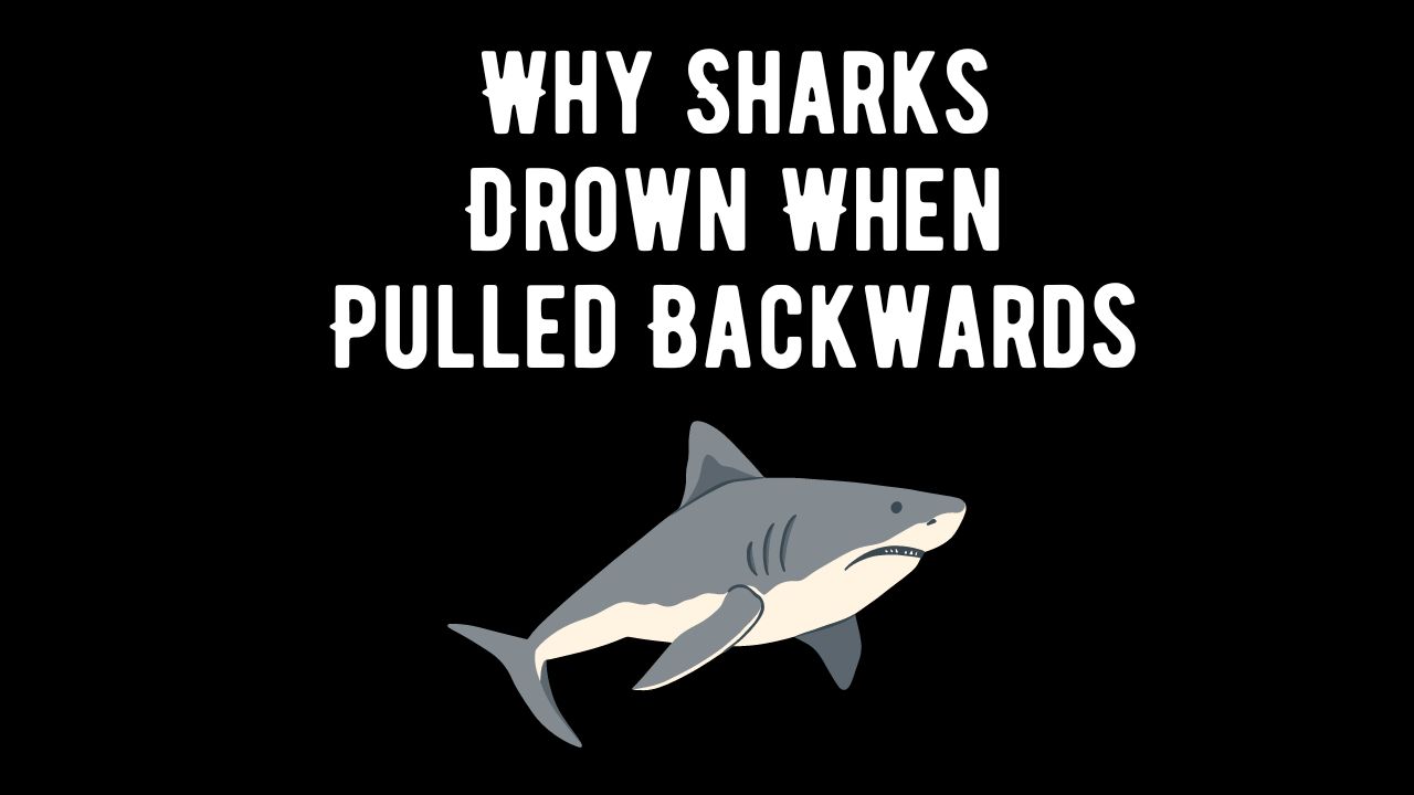 Why Sharks Drown When Pulled Backwards? - Shark Truth